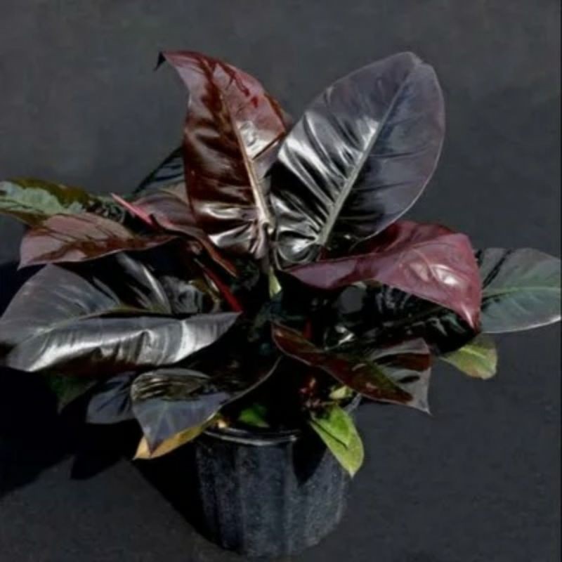 Jual Tanaman Hias Philodendron Black Cardinal | Shopee Indonesia