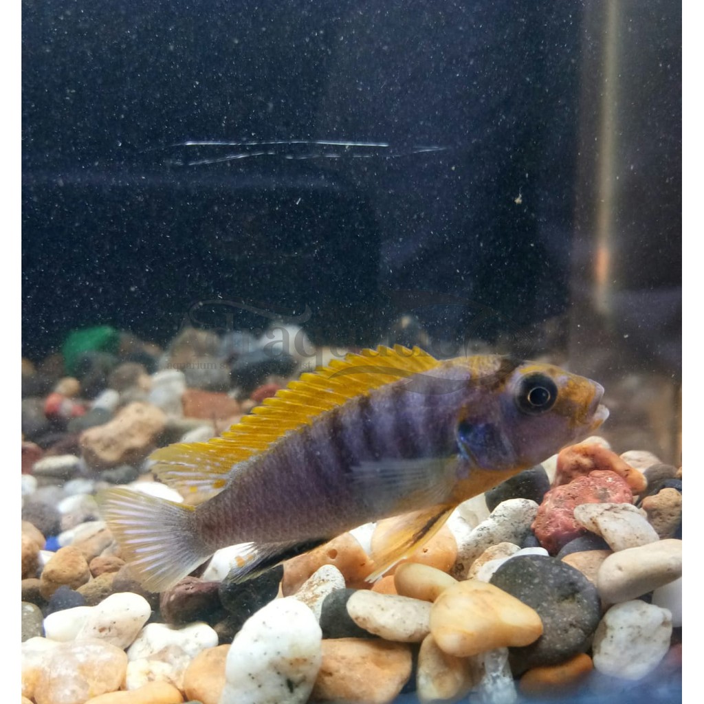 Jual (INSTANT BANDUNG) IKAN HIAS LABIDOCHROMIS SP. HONGI SUPER RED ...