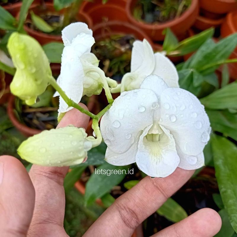 Jual Anggrek Dendrobium Airy White - Tanaman Hias Hidup - Bunga hidup ...