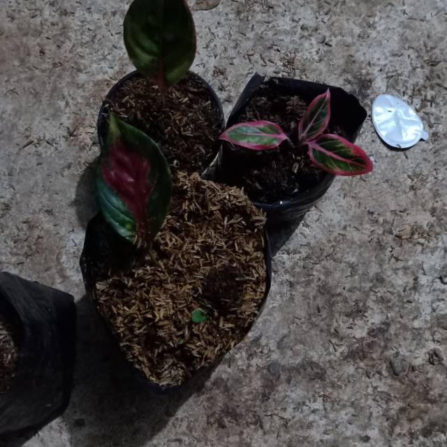 Jual Bunga aglonema anakan paket 3 pohon | Shopee Indonesia Jual Bunga aglonema anakan paket 3 pohon | Shopee Indonesia