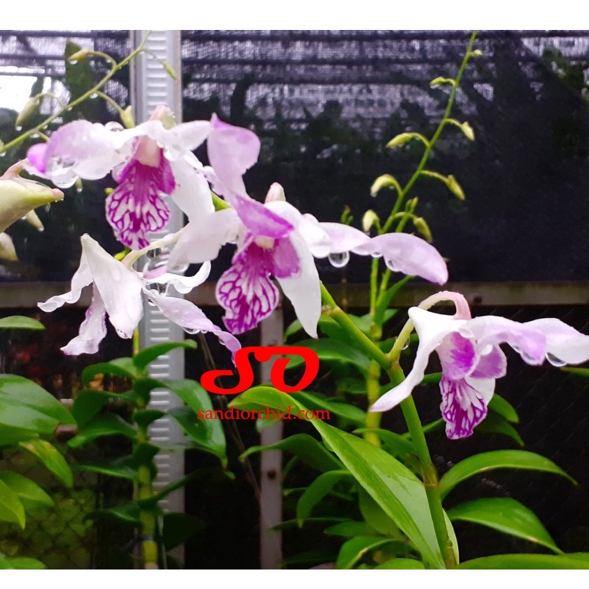 Jual [ DEWASA ] Dendrobium Caesar Giant – Anggrek Klasik Putih Ungu ...