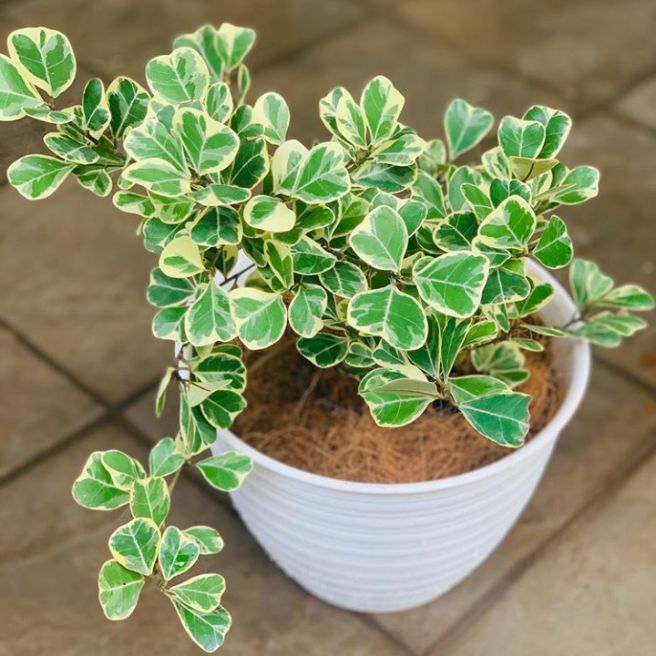 Jual Tanaman hias ficus triangularis variegata - tanaman hias beringin ...