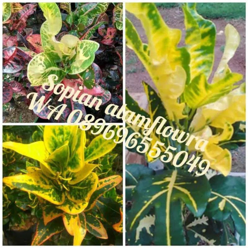 Jual tanaman hias puring 1 paket - pohon puring 3 jenis | Shopee Indonesia