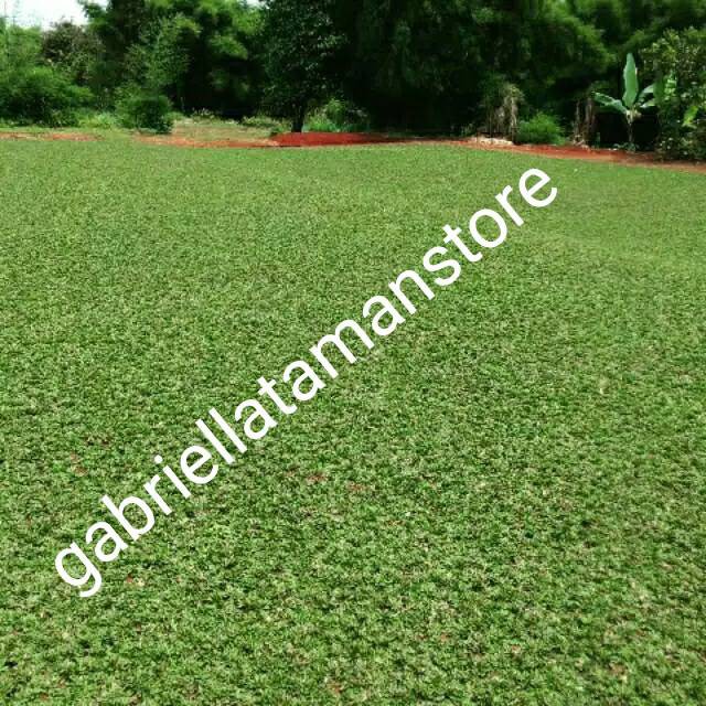 Jual Jual Tanaman rumput gajah mini 50x50cm/segi _ | Shopee Indonesia