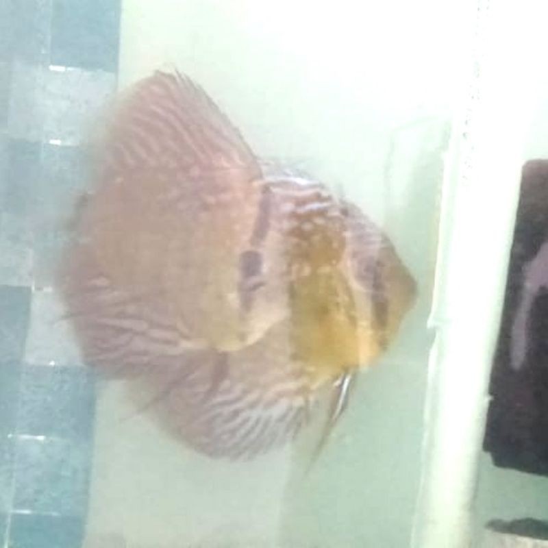 Jual ikan discus turquoise mozaik pair/ sepasang | Shopee Indonesia