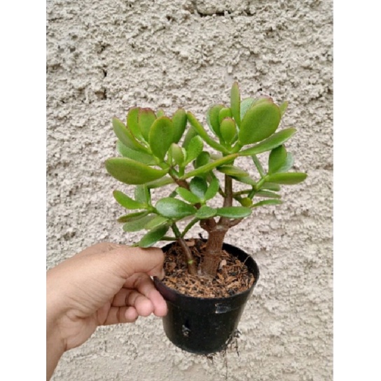 Jual tanaman hias sukulen crassula ovata jade plant - succulent- pohon ...