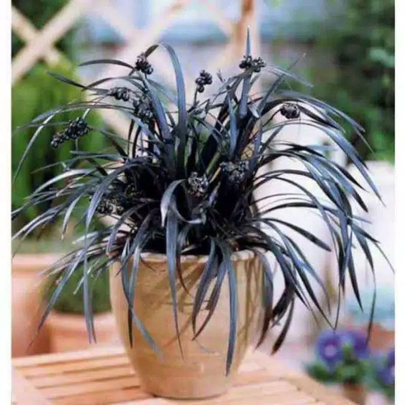 Jual Tanaman Rumput hitam atau black monde,kucai hitam | Shopee Indonesia
