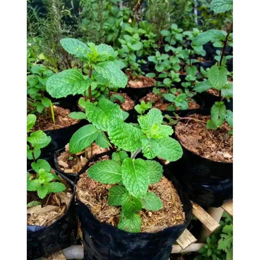 Jual New!! Bibit Tanaman Hidup Daun Mint Peppermint/Spearmint Lapak ...