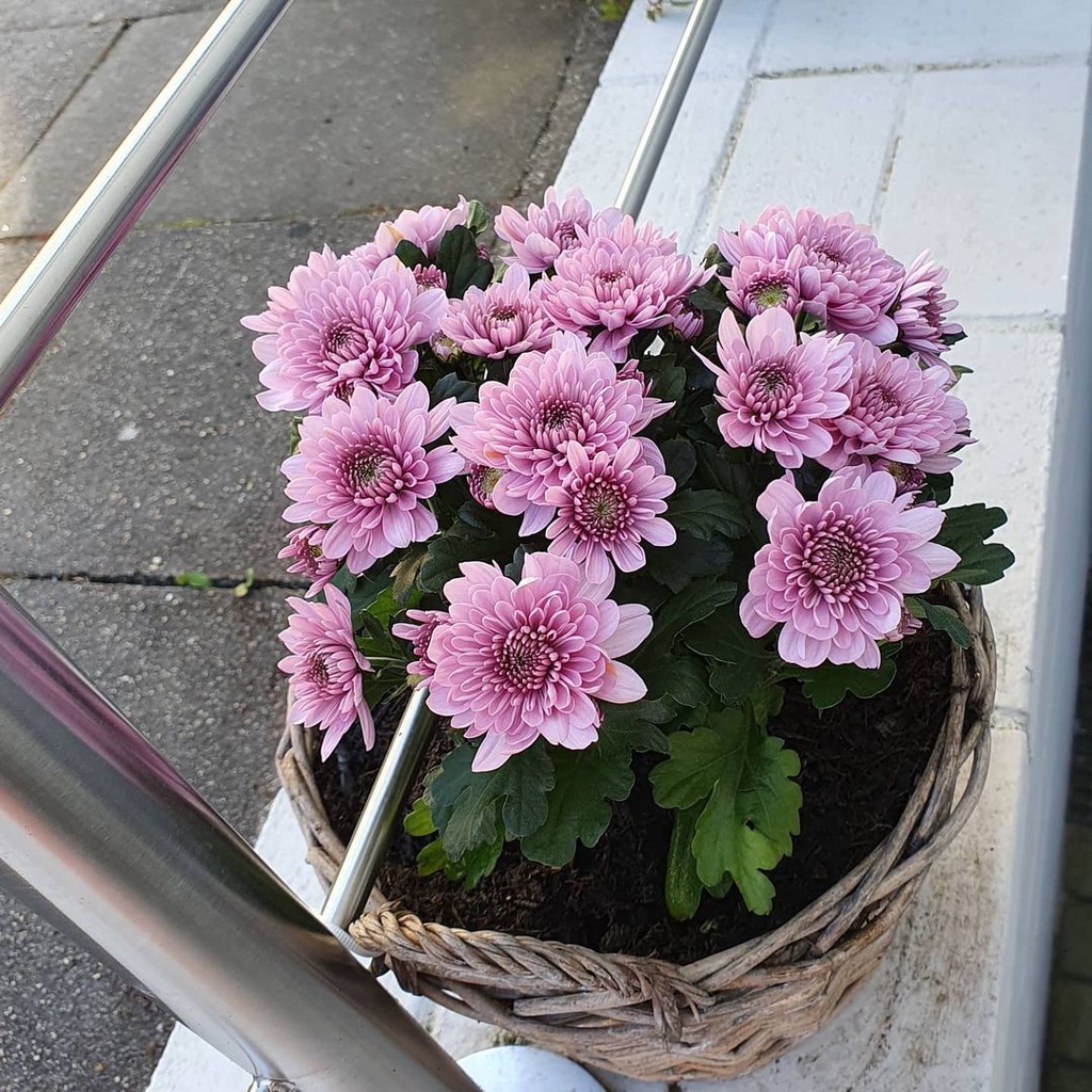 Jual TANAMAN HIAS HIDUP BUNGA KRISAN ASTER, 1 POHON, KUALITAS TERBAIK ...