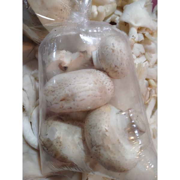 Jual Jamur bulat (perbungkus isi7/9)tergantung besar/kecil nya ukuran ...