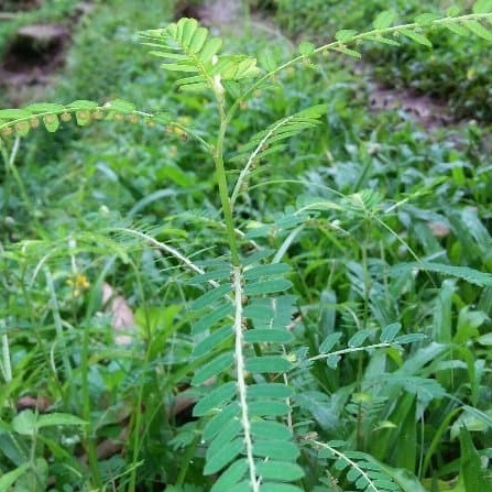 Jual Daun meniran segar 1kg - Herbal meniran segar | Shopee Indonesia