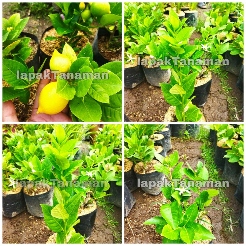 Jual Bibit Buah Jeruk Lemon Seedles / Tanpa Biji (Berbuah/Berbunga ...