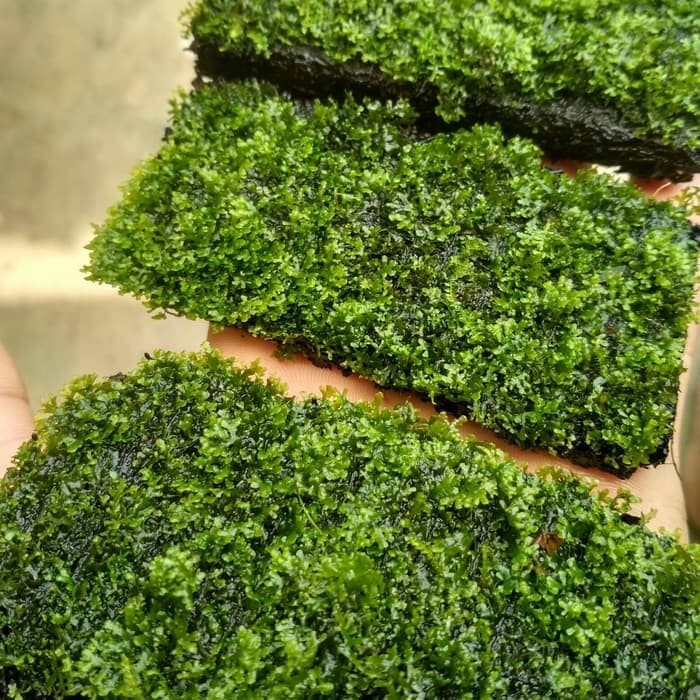 Jual Moss Ricardia Pakis | Shopee Indonesia