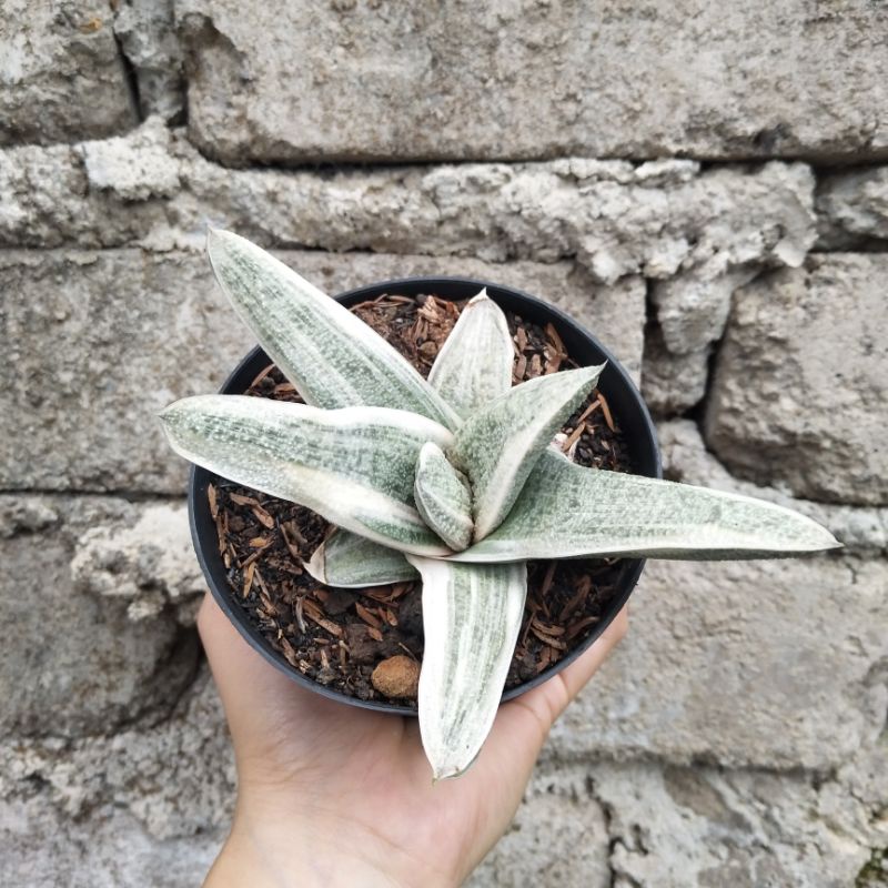 Jual Gasteria Bastesiana Variegata Putih | Shopee Indonesia