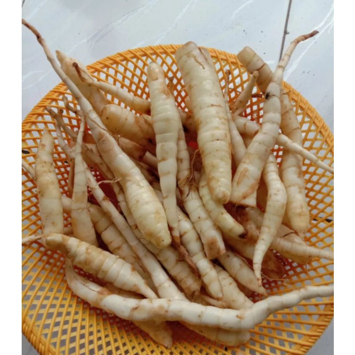 Jual jual umbi garut umbi sagu segar 1kg untuk membuat tepung sagu | Shopee Indonesia