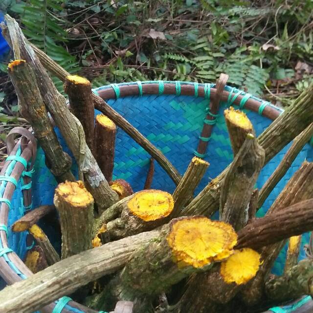 Jual AKAR KUNING | Shopee Indonesia