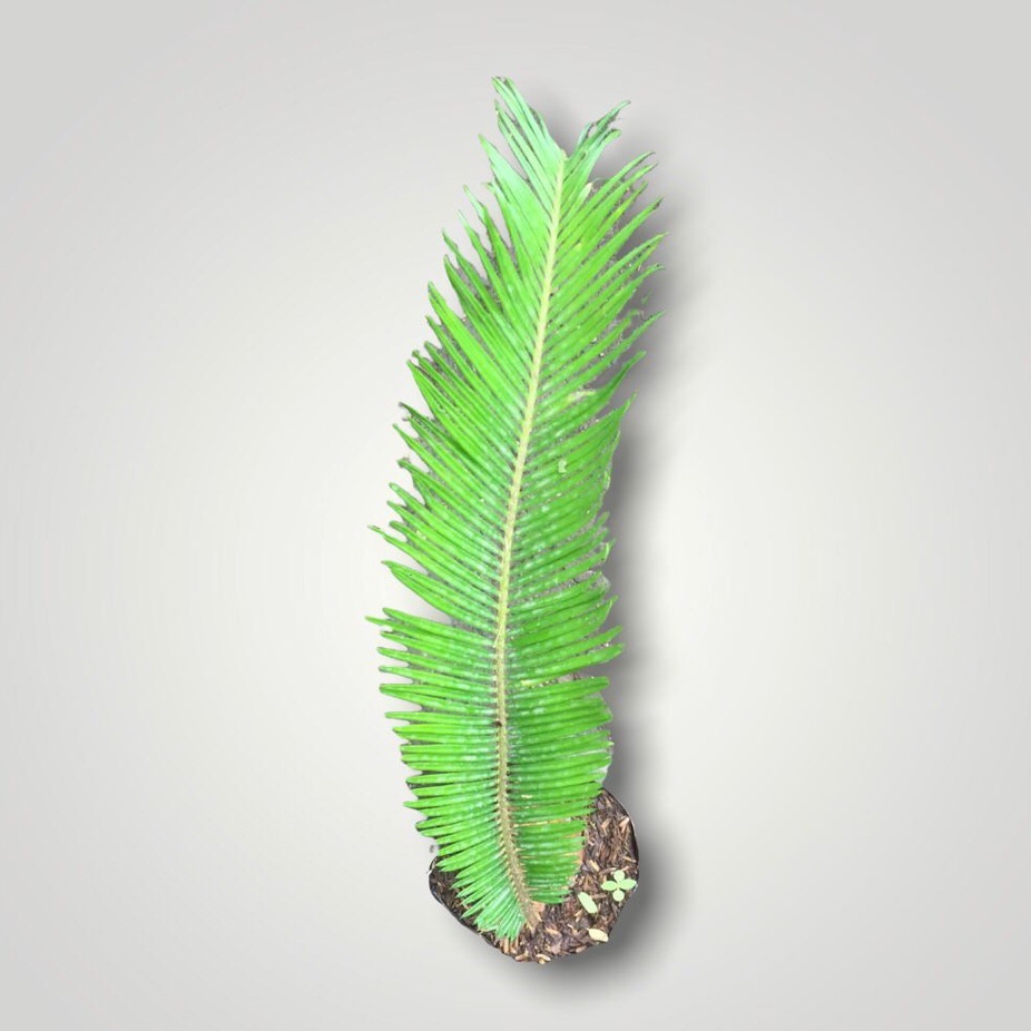 Jual MAWAR JAMBE (SIKAS) | Shopee Indonesia