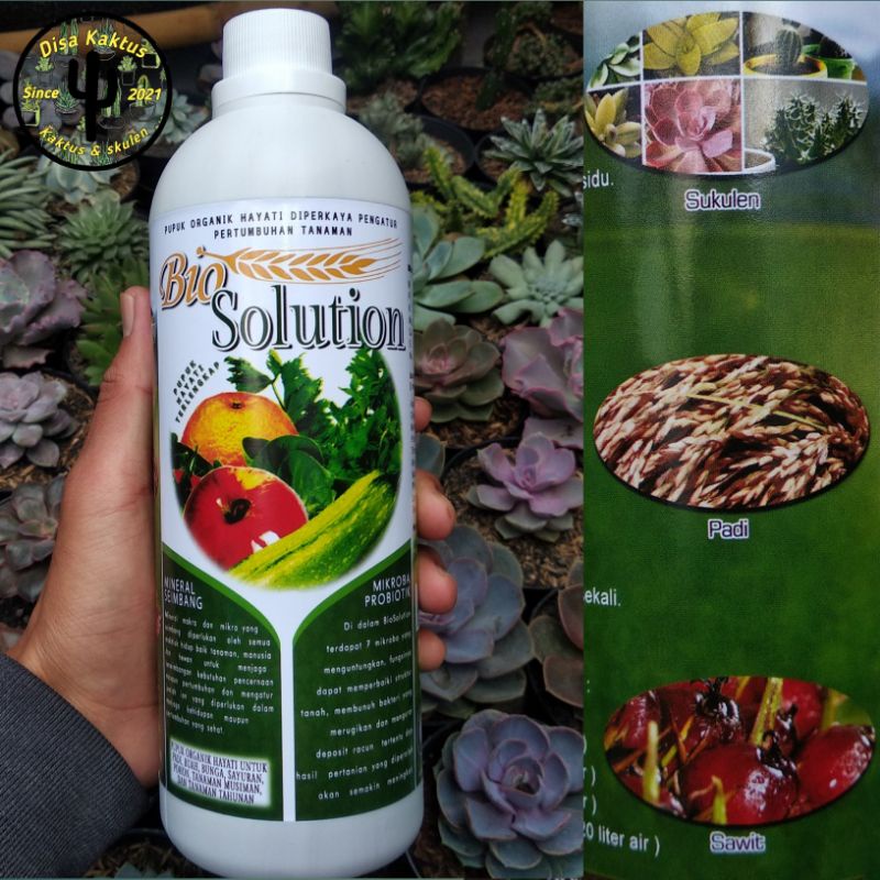 Jual KAKTUS SKULEN- pupuk cair (bio solution) | Shopee Indonesia