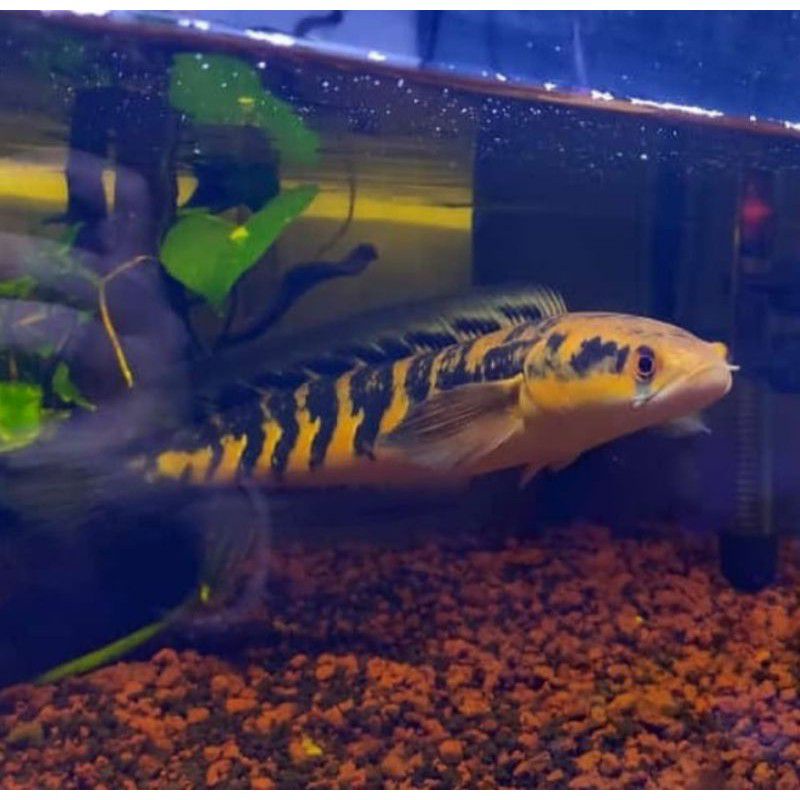 Jual ikan chana maru ys yellow sentarum ukuran 17-19 cm real | Shopee ...