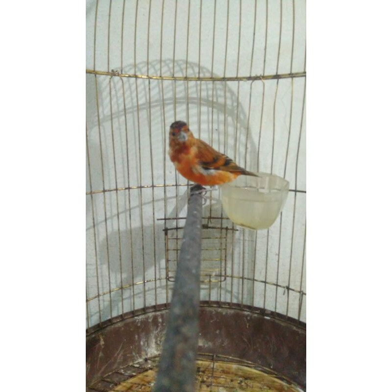 Jual burung mule Silangan red siskin clasik x R2 | Shopee Indonesia