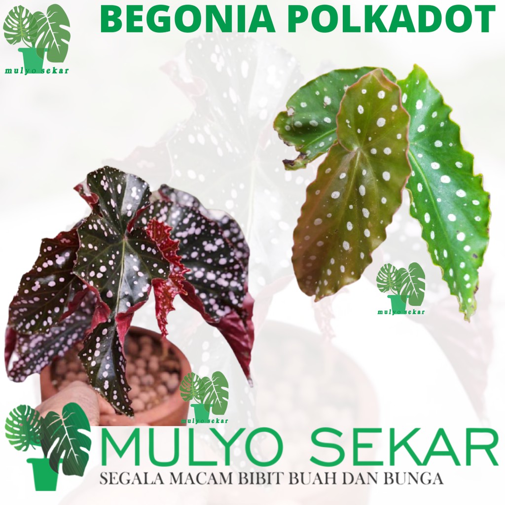 Jual tanaman hiasa bunga Begonia Polkadot - begonia maculata wightii ...