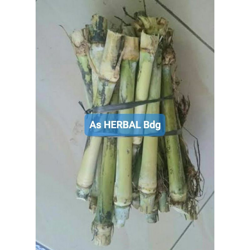 Jual Bibit Tanaman Kaso atau Gelagah 1 Kg-az | Shopee Indonesia