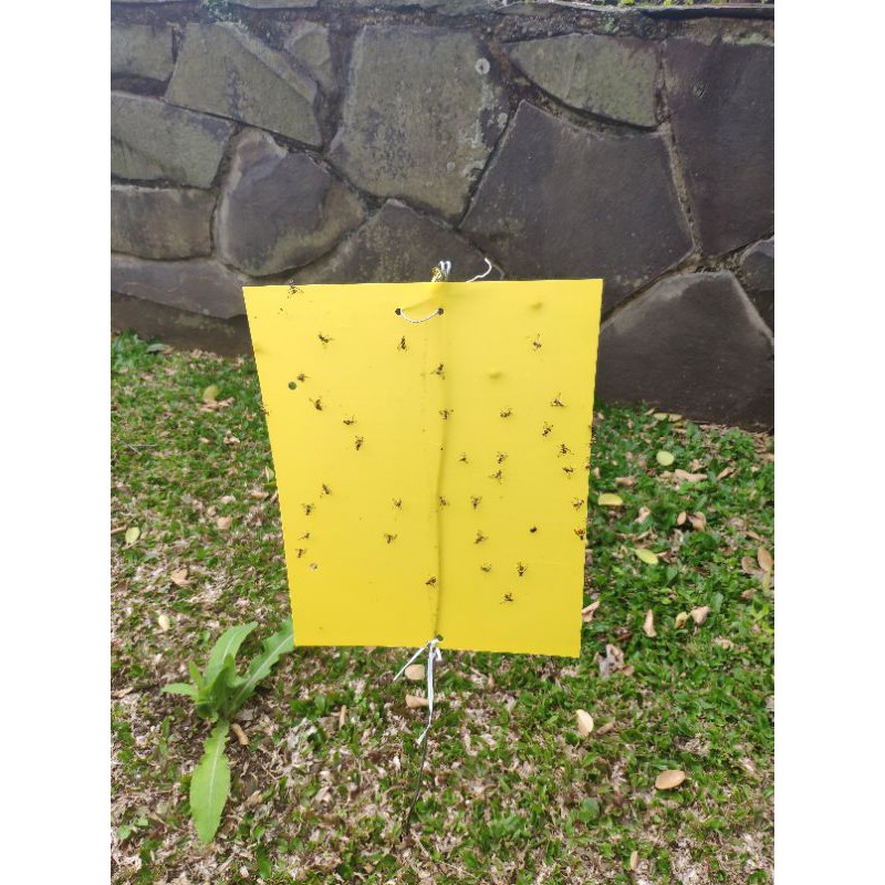 Jual 10 lembar Lem Lalat Buah, Perekat serangga Kuning, Yellow Sticky ...
