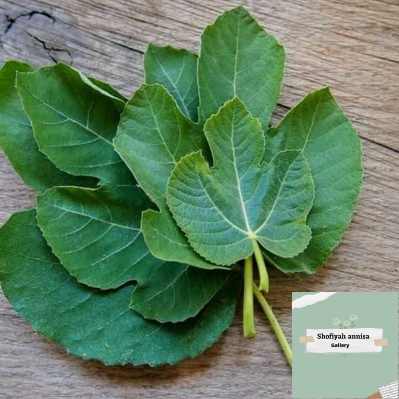 Jual DAUN TIN SEGAR FRESH | Shopee Indonesia