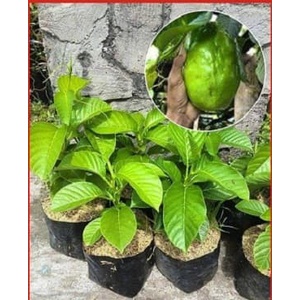 Jual CODE ID BIBIT TANAMAN BUAH MARKISA BIBIT MARKISA POHON MARKISA ...