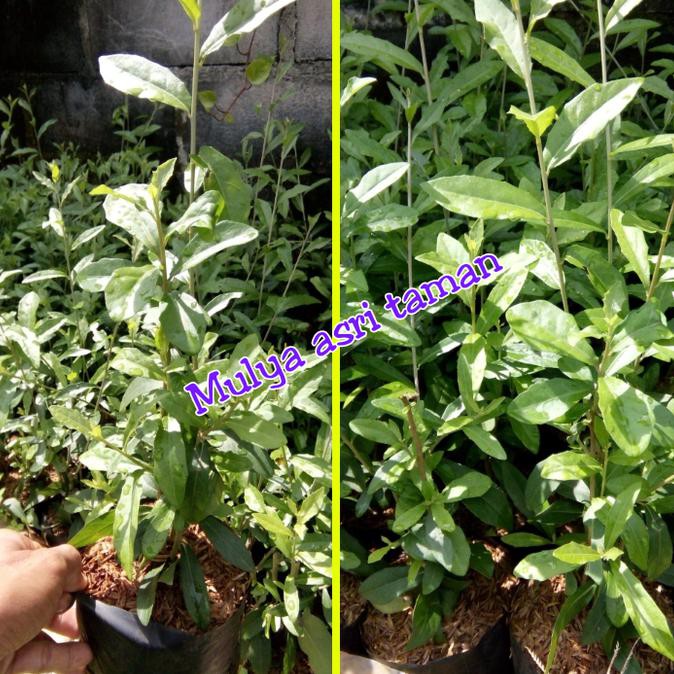 Jual (Hot Item!) Tanaman Juntai Lee Kuan Yu/Li Kwan Yew/Tanaman Lee Kwan Yew/Li Kuan Yu ...