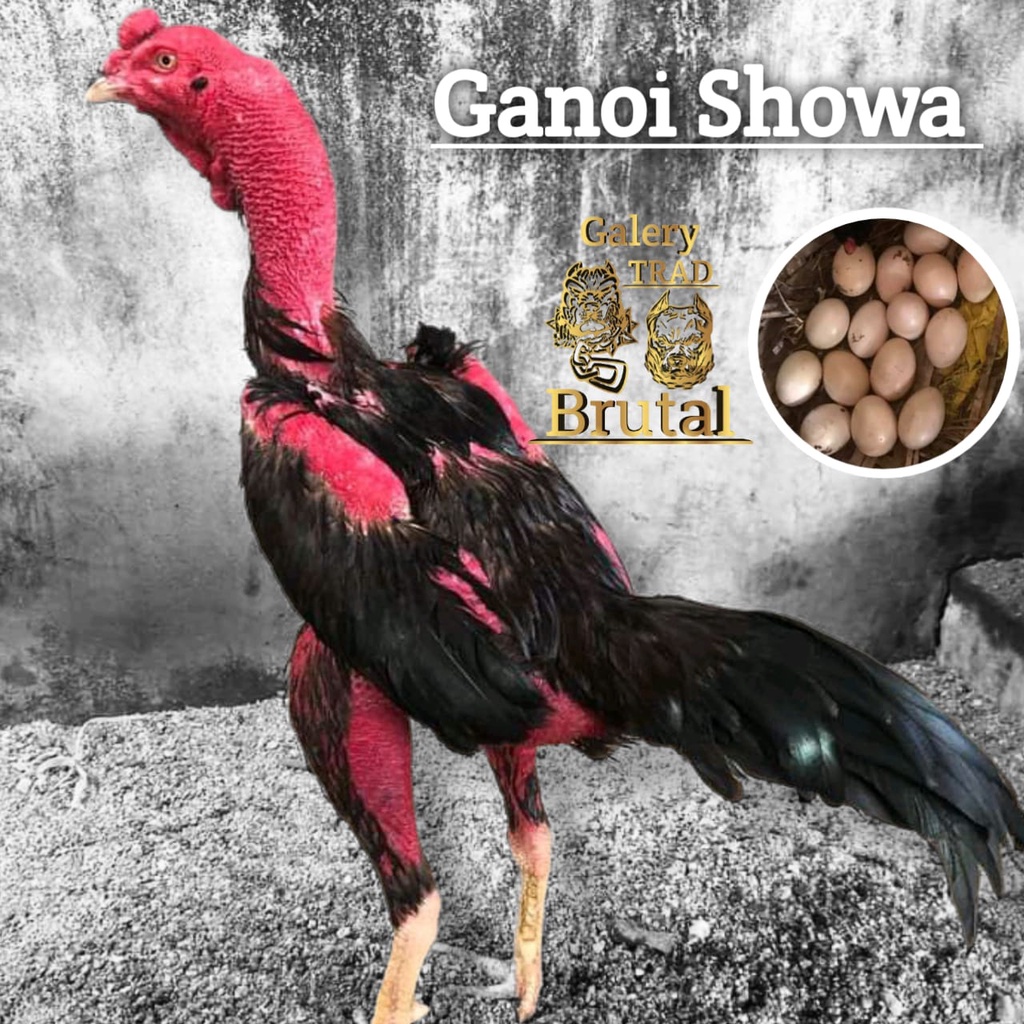 Jual telur ayam ganoi vietnam showa asli fertil | Shopee Indonesia