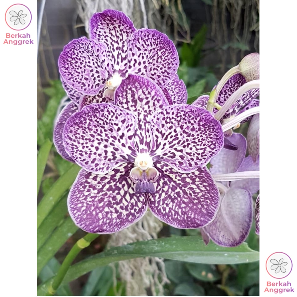 Jual Anggrek Vanda Hybrid Seedling Bunga Besar Semua ada ID nya ...