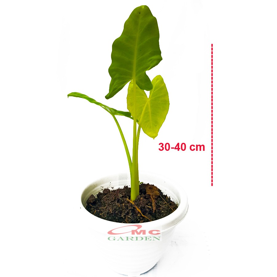 Jual Sente Besar Hijau Bibit Keladi Kuping Gajah Talas Locasia ...