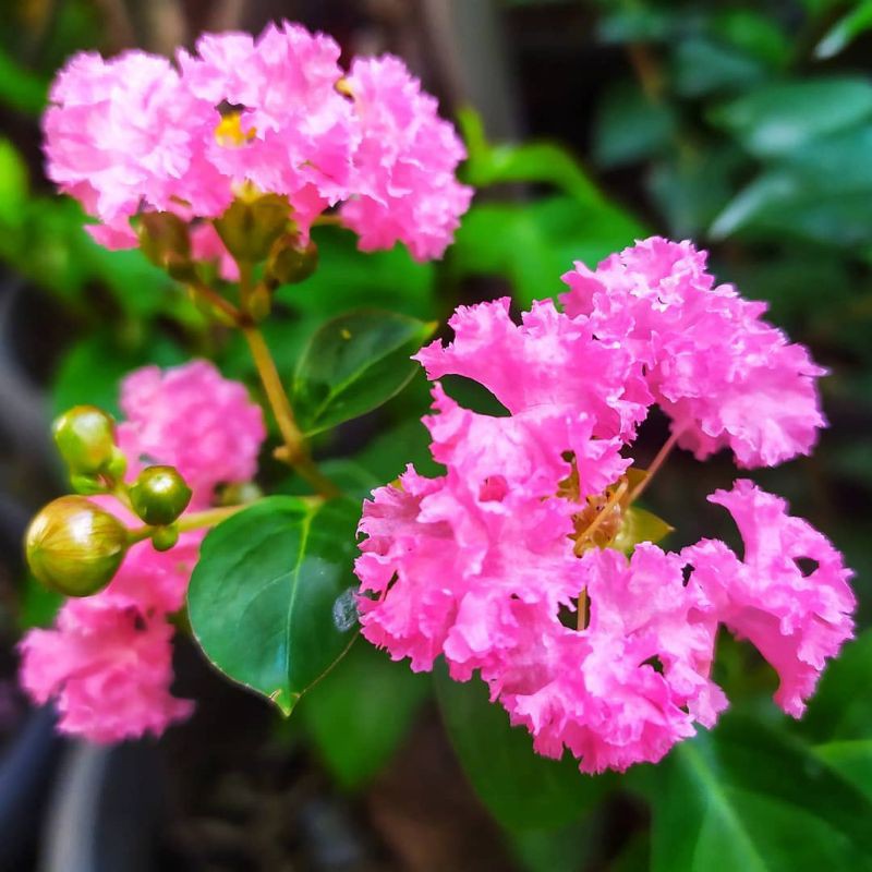 Jual bunga sakura bungur/lokal( UK 70cm an) | Shopee Indonesia