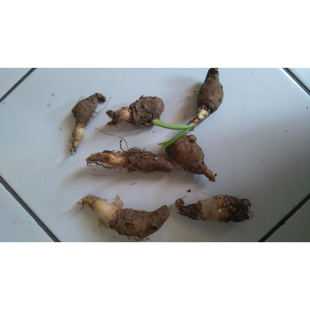 Jual Grade B isi 15 Butir Umbi Bibit Bunga Sedap Malam Kering Siap ...