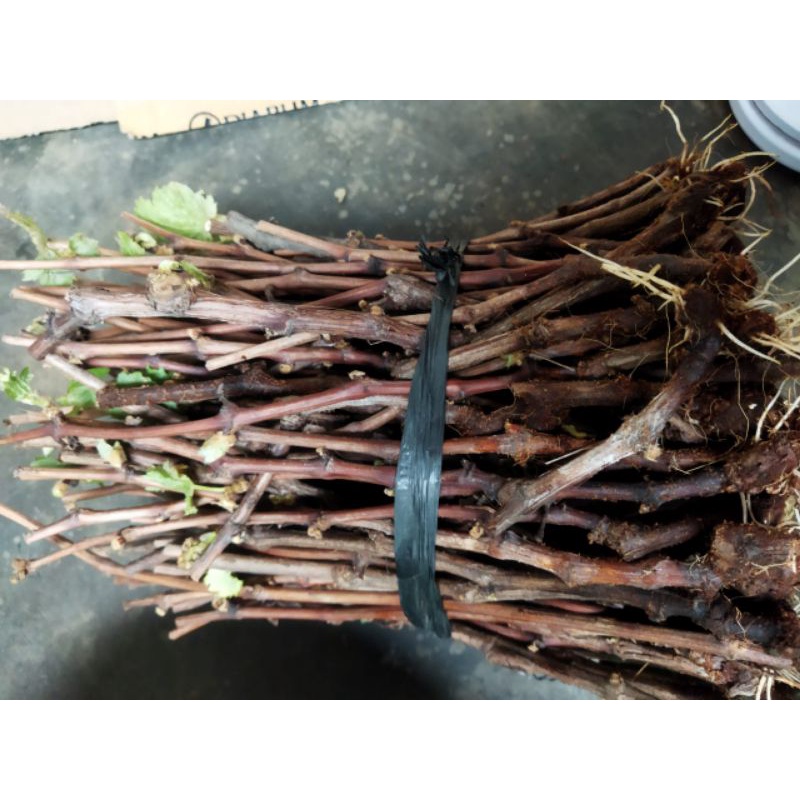 Jual cutting anggur Alfonso/red master/issabella berkalus/fresh 1batang ...
