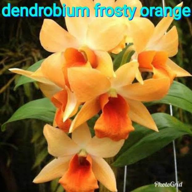 Jual Anggrek Dendrobium Frosty Orange Dewasa dewasa | Shopee Indonesia