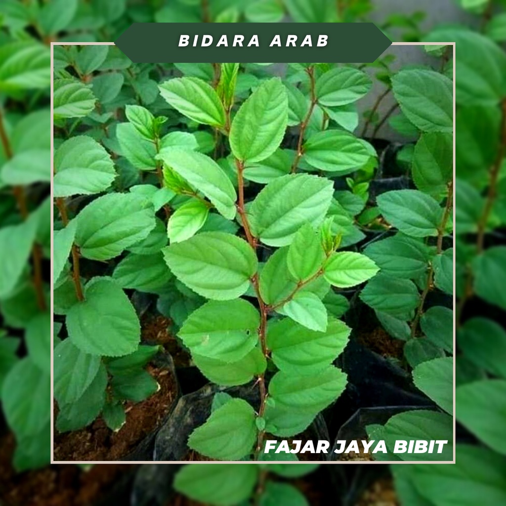 Jual Bibit Tanaman bidara arab pengusir jin super murah | Shopee Indonesia