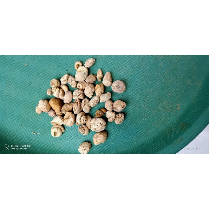 Jual batu Fosil kol Buntet buat koleksi | Shopee Indonesia
