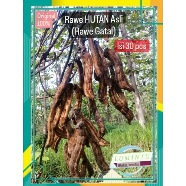 Jual Rawe gatal , rawe hutan asli (isi 30 pcs), di ambil di hutan ...