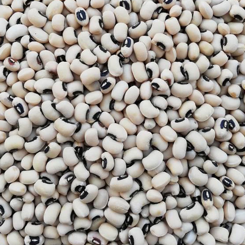 Jual Online Seeds 5 Gram Benih Biji Kacang Putih Beras Dadap Landes ...