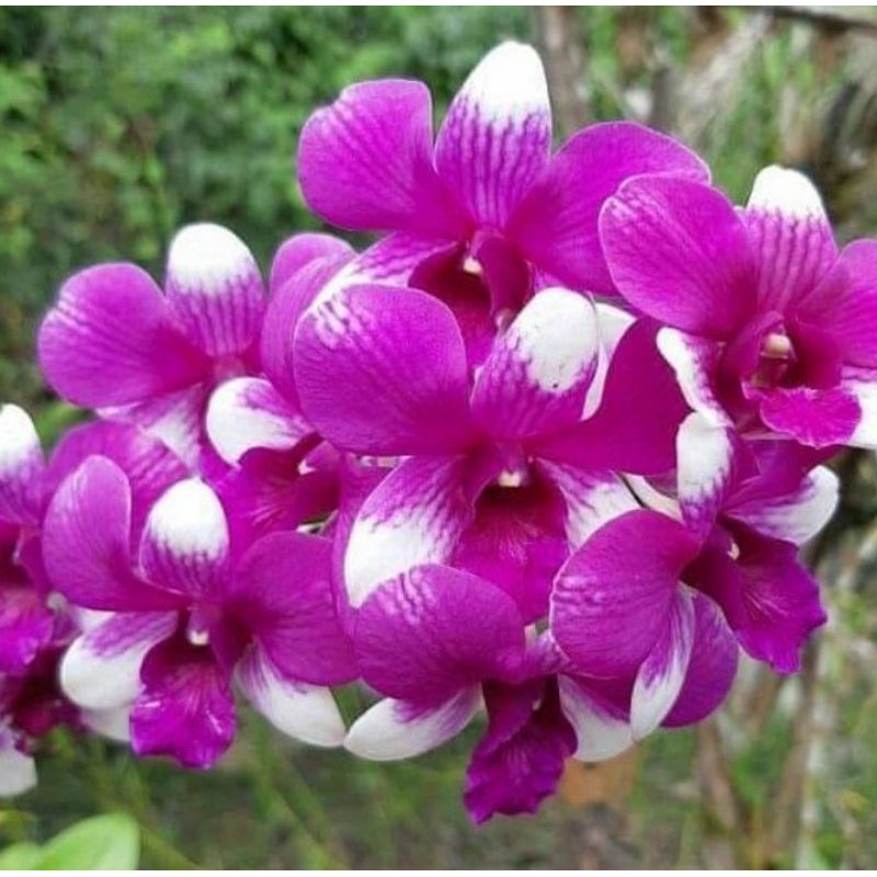 Jual Pohon Anggrek Dendrobium Jade Fancy Dewasa Pohon Bunga Anggrek ...