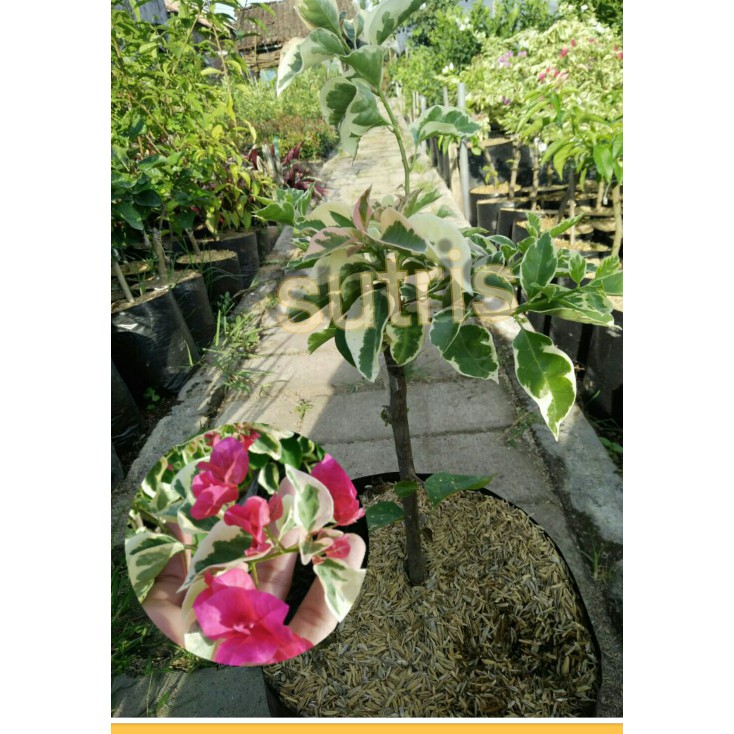 Jual Bibi Tanaman Bunga Bougenville Merah Variegata | Shopee Indonesia