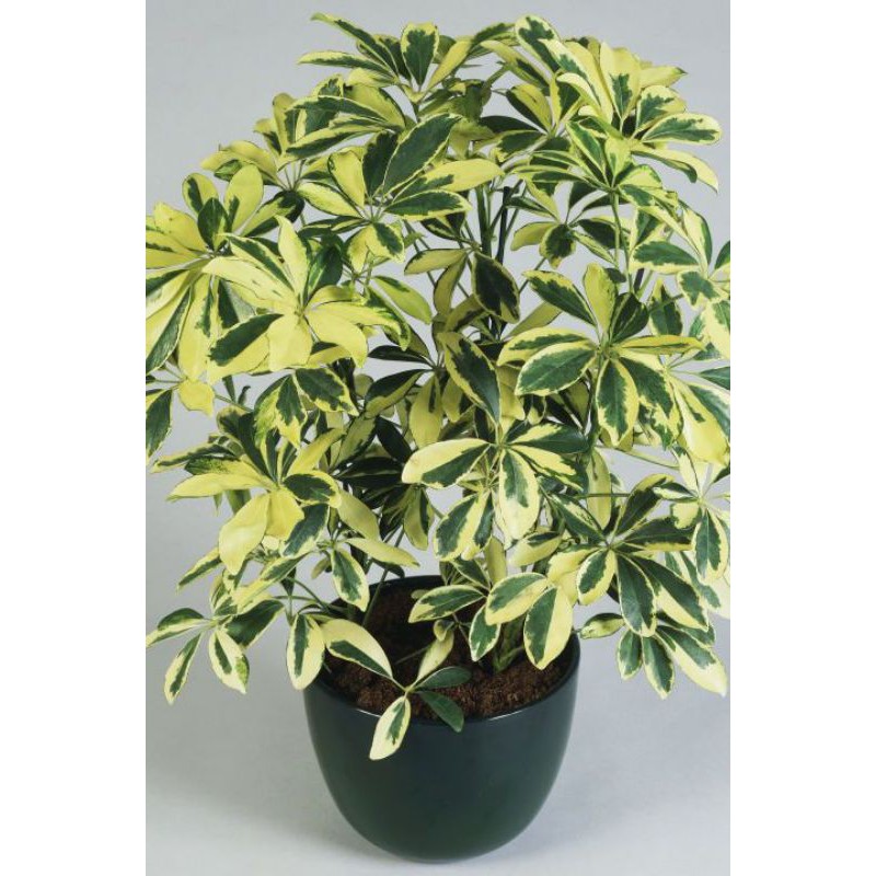 Jual Tanaman hias walisongo varigata - Schefflera arboricola tanaman hias indoor dan outdoor ...