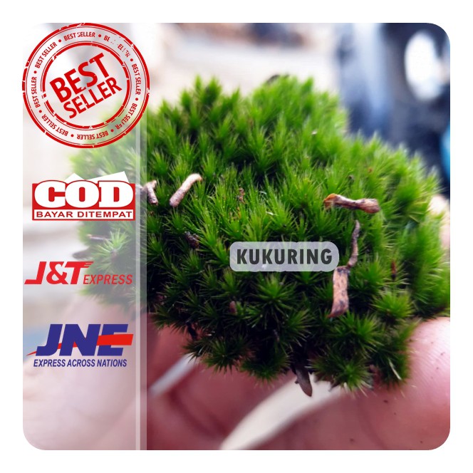 Jual Tanaman lumut hutan hidup | Forest moss | Campylopus introflexus ...