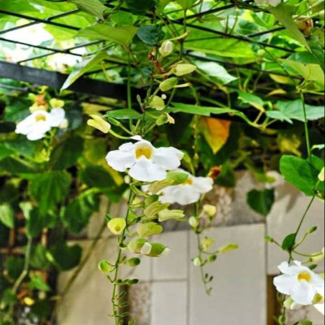 Jual Pohon rambat tumbargia | Shopee Indonesia