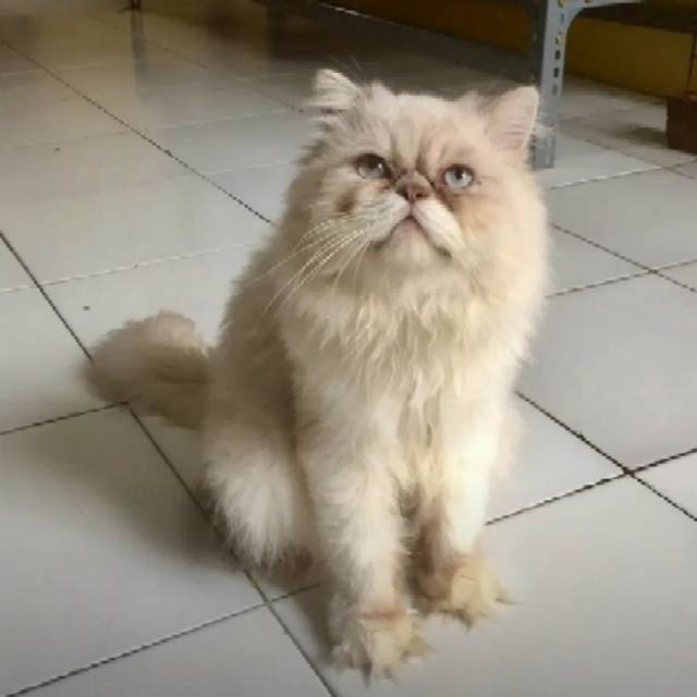 Jual Kucing Peaknose Himalaya Longhair Jantan | Shopee Indonesia