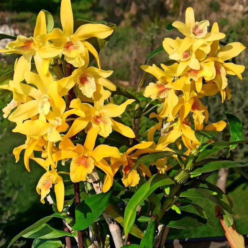 Jual Anggrek Dendrobium/ Bunga Anggrek Dendrobium/ Tanaman Hias Hidup ...