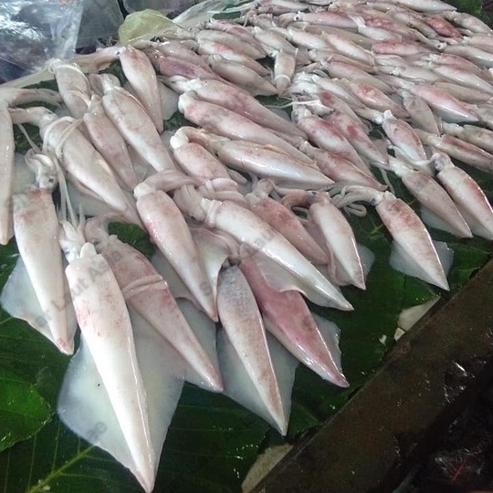 Jual Cumi Segar Cumi Bangka Segar Cumi Fresh Seafood | Shopee Indonesia