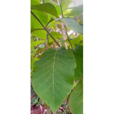 Jual daun jati muda /pucuk (jompong) 150gr | Shopee Indonesia